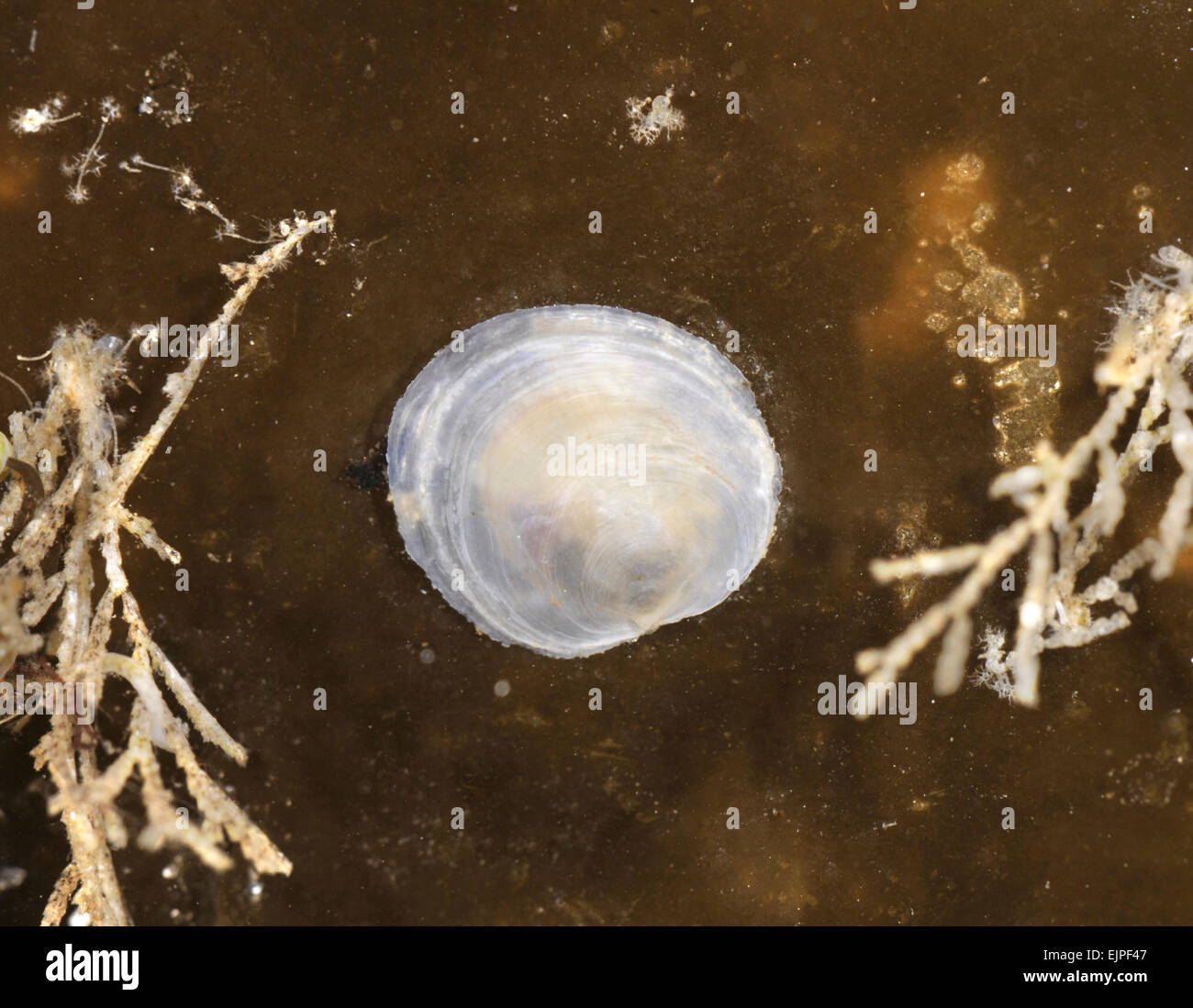 Heteranomia hi-res stock photography and images - Alamy