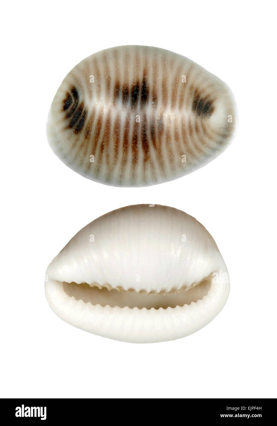 Spotted common cowrie trivia monacha hi-res stock photography and ...