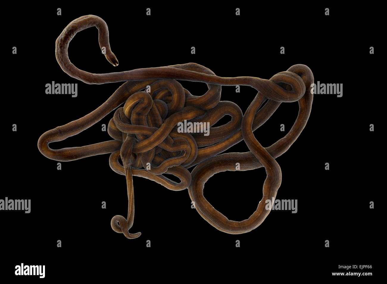 Bootlace Worm - Lineus longissimus Stock Photo - Alamy