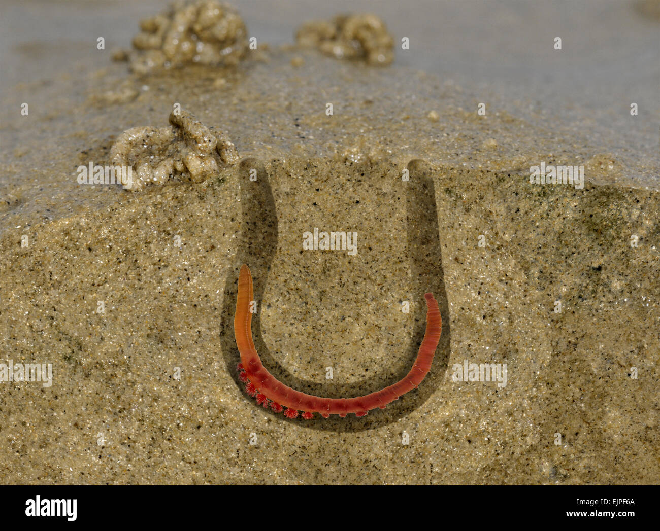 Beach lugworm arenicola marina hi-res stock photography and images - Alamy
