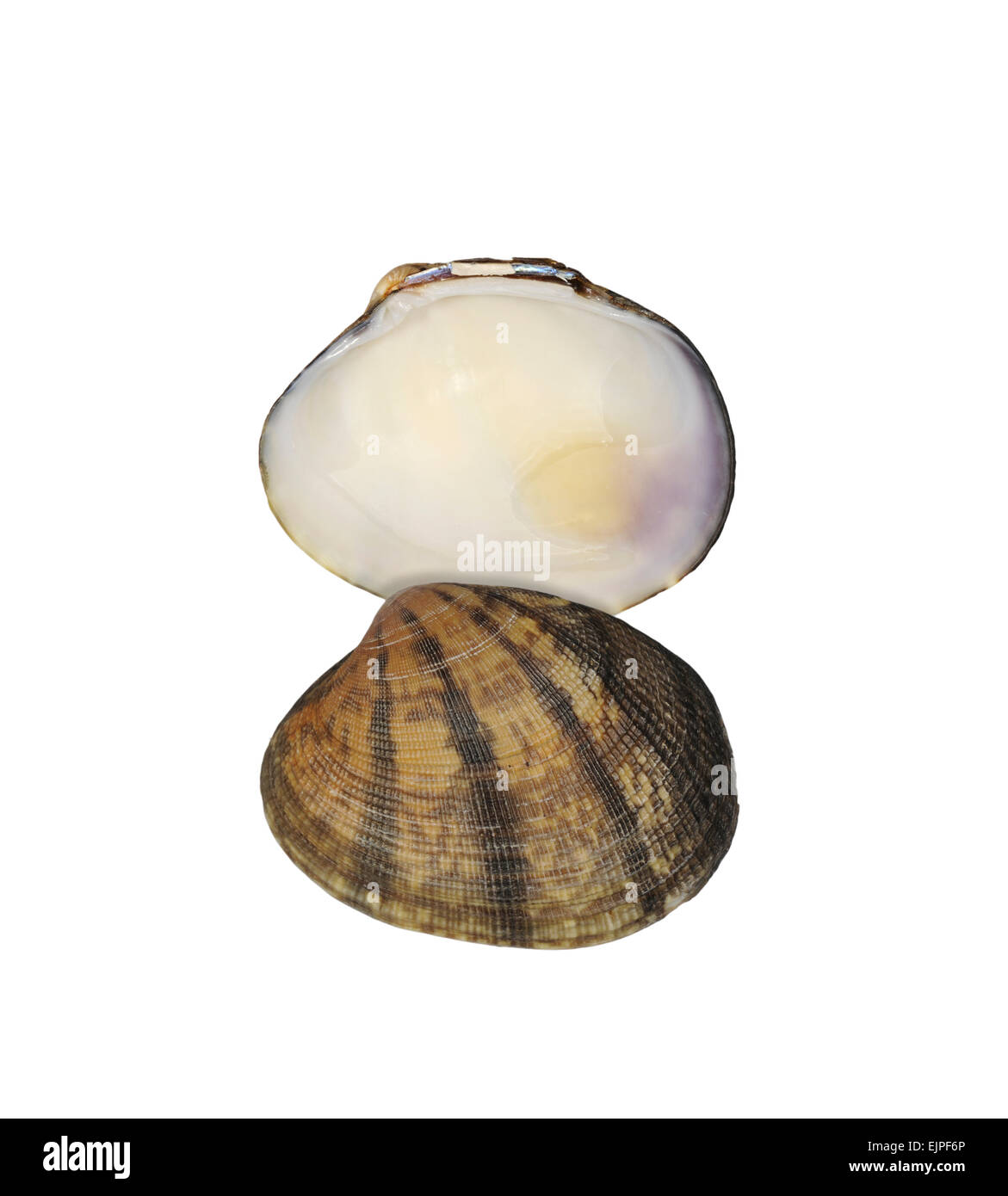 Manila Clam - Ruditapes philippinarum Stock Photo - Alamy