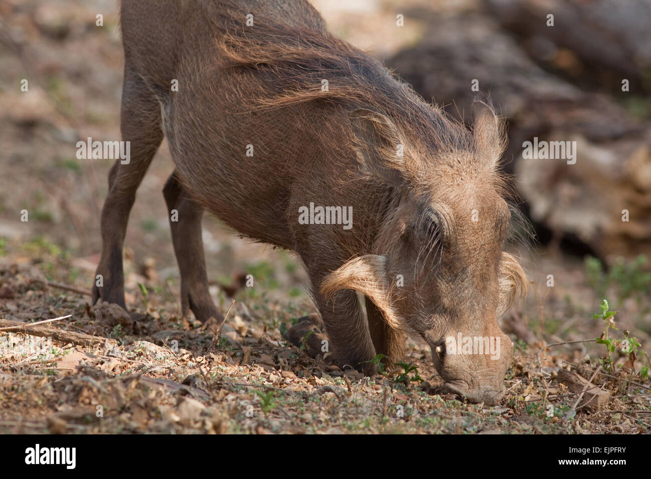 Warthog (Phacochoerus africanus). Feeding technique of reaching ground ...