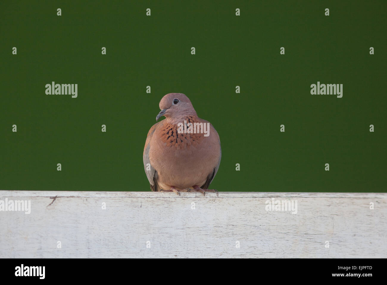 Laughing palm senegal dove spilopelia hi-res stock photography and ...