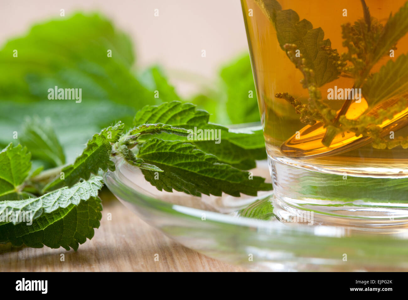Silver leaf nettle hi-res stock photography and images - Alamy