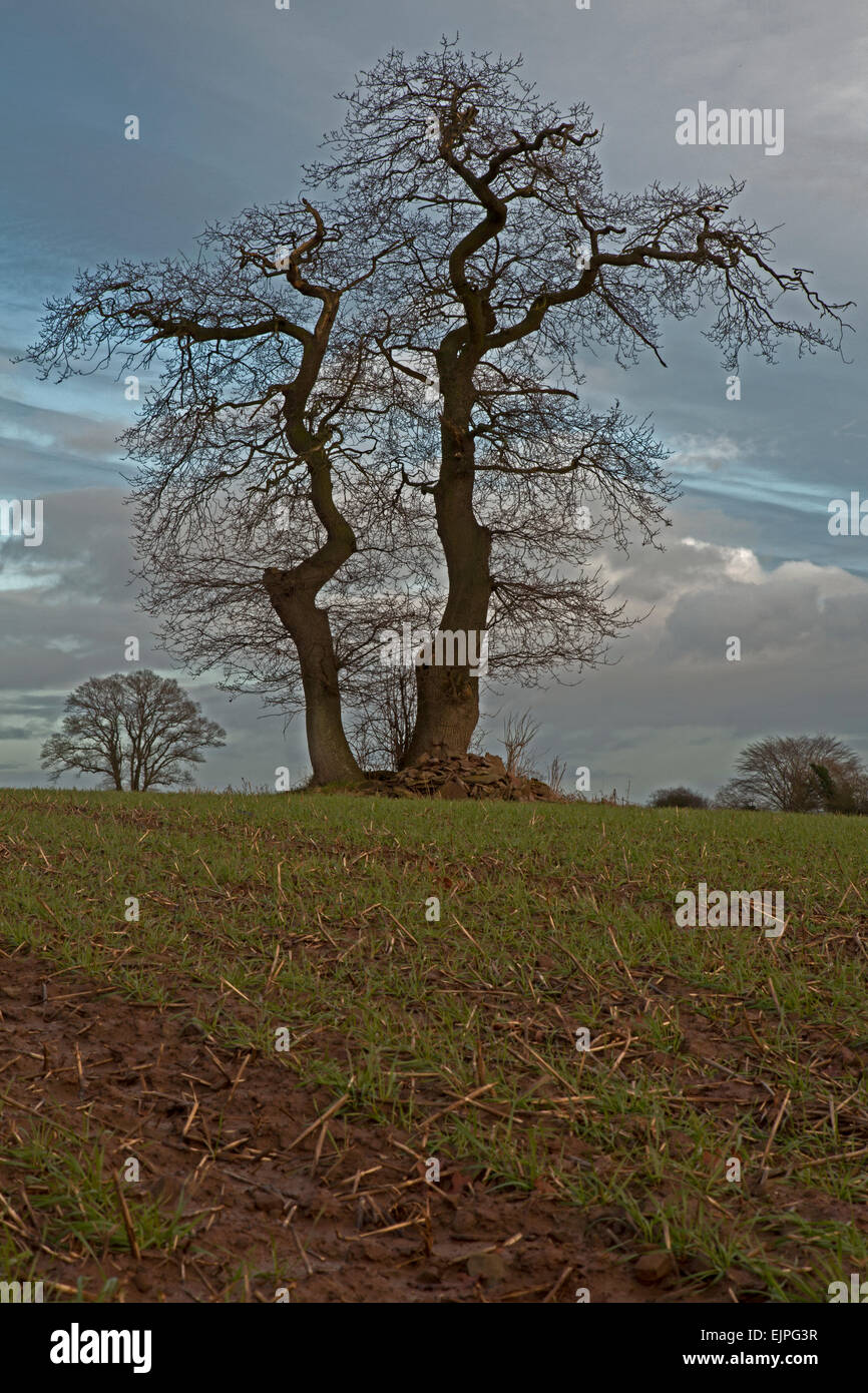 English oak hi-res stock photography and images - Alamy