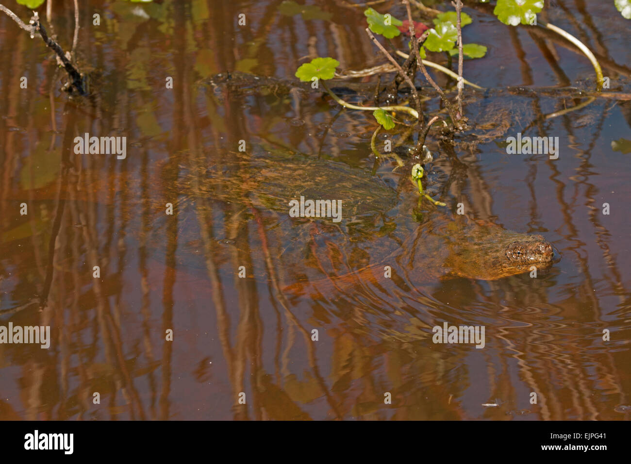 snapping turtle chelydra serpentina , Virginia Stock Photo - Alamy