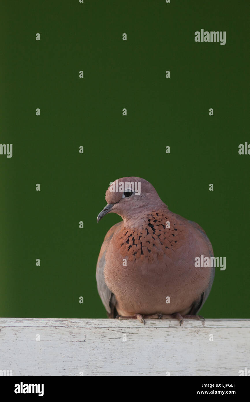 Laughing, Palm or Senegal Dove (Spilopelia senegalensis). Squatting on ...