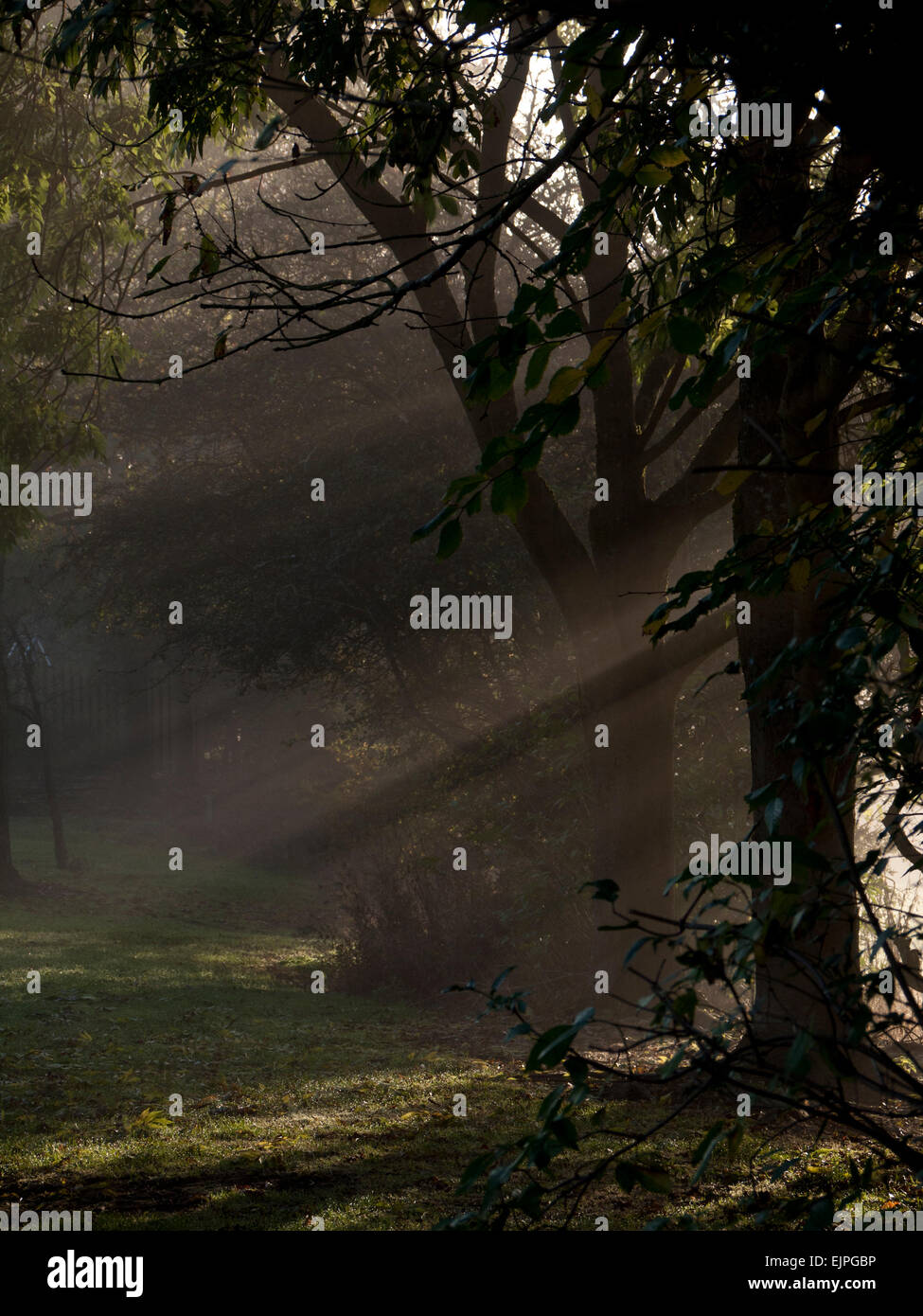 Mist light hi-res stock photography and images - Alamy