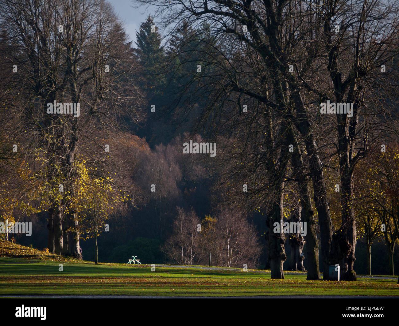 Bare trees - trees with no leaves Stock Photo - Alamy