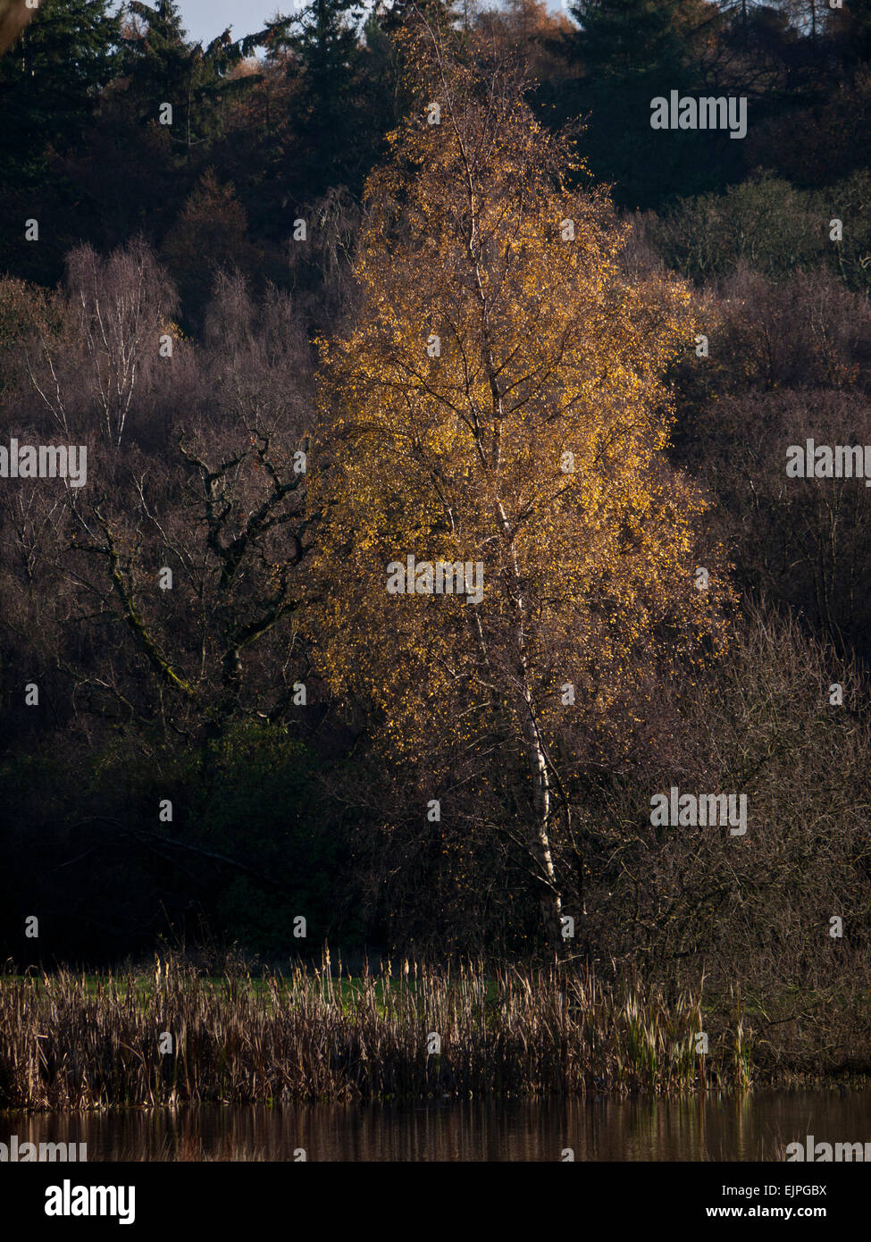 Golden light on tree hi-res stock photography and images - Alamy