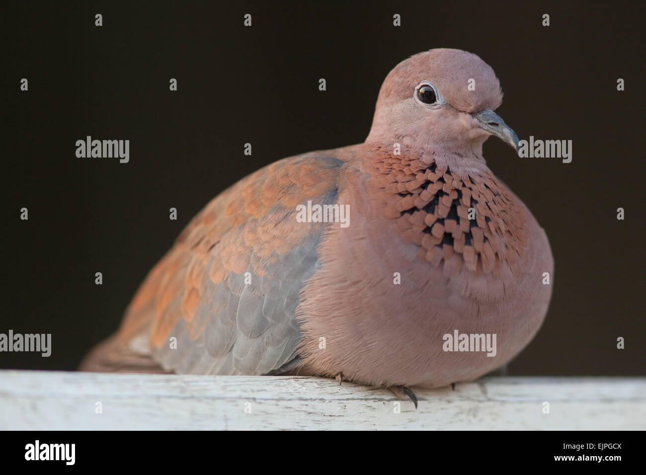 Laughing, Palm or Senegal Dove (Spilopelia senegalensis). Squatting on ...