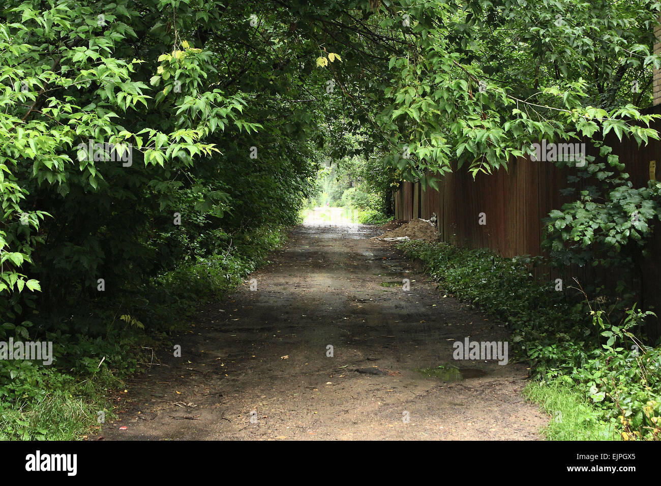 Road in spring forest Stock Photo - Alamy