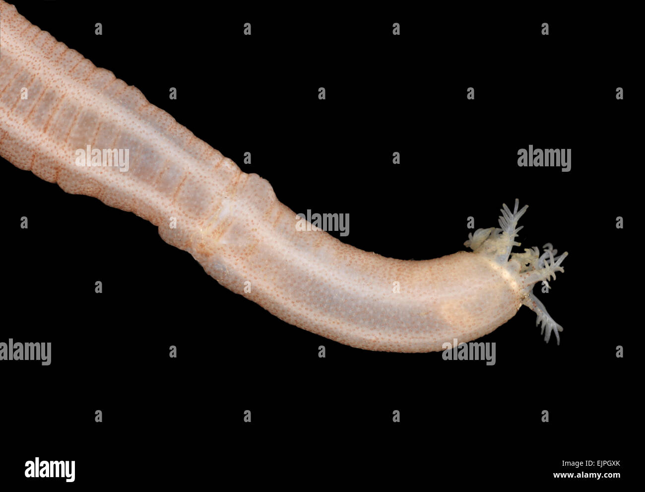 Leptosynapta hi-res stock photography and images - Alamy