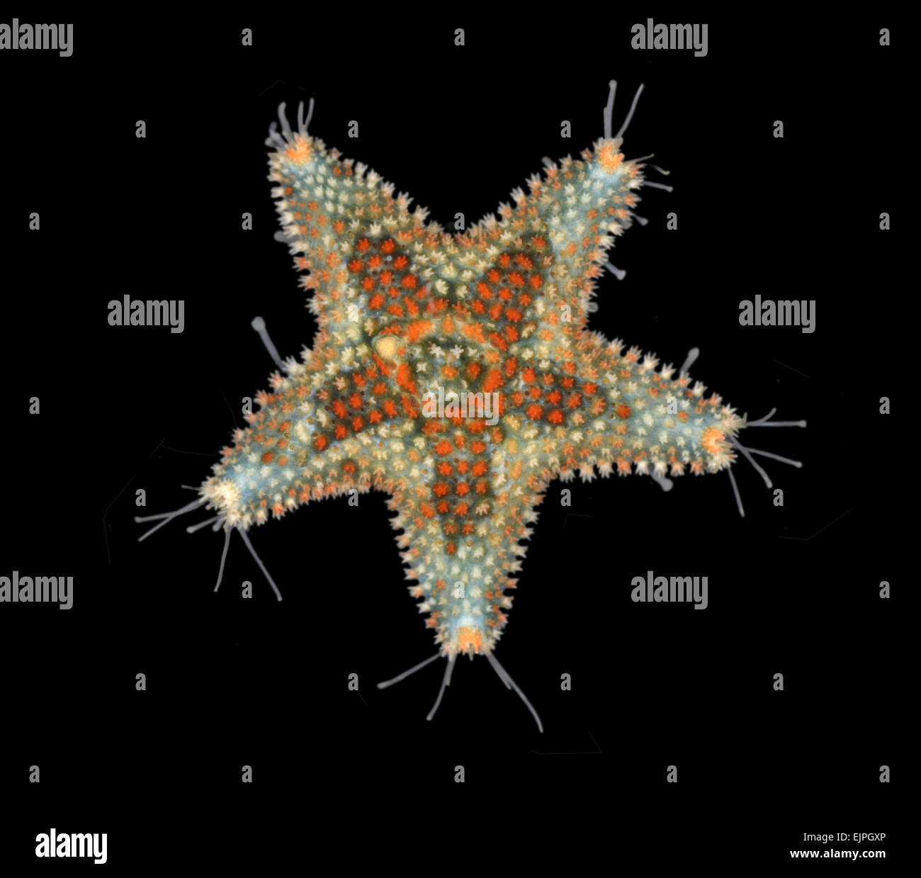Asterina phylactica hi-res stock photography and images - Alamy