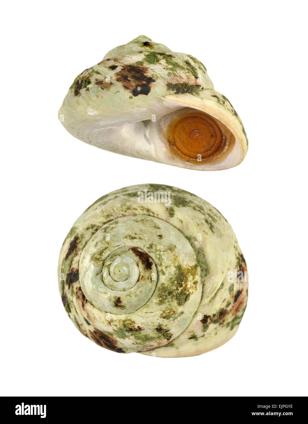 Turban Top Shell - Gibbula magus Stock Photo - Alamy
