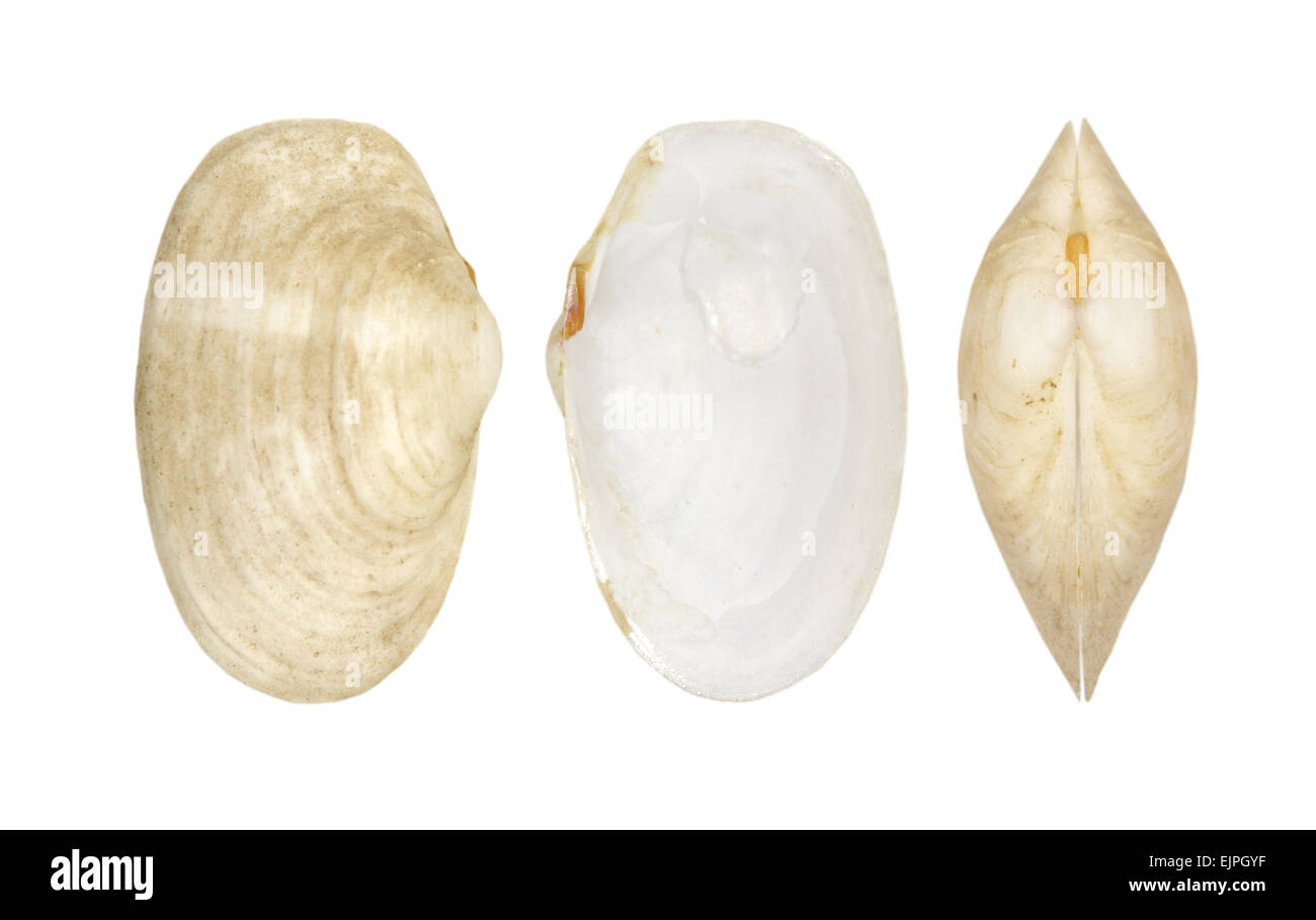 Thracia phaseolina hi-res stock photography and images - Alamy