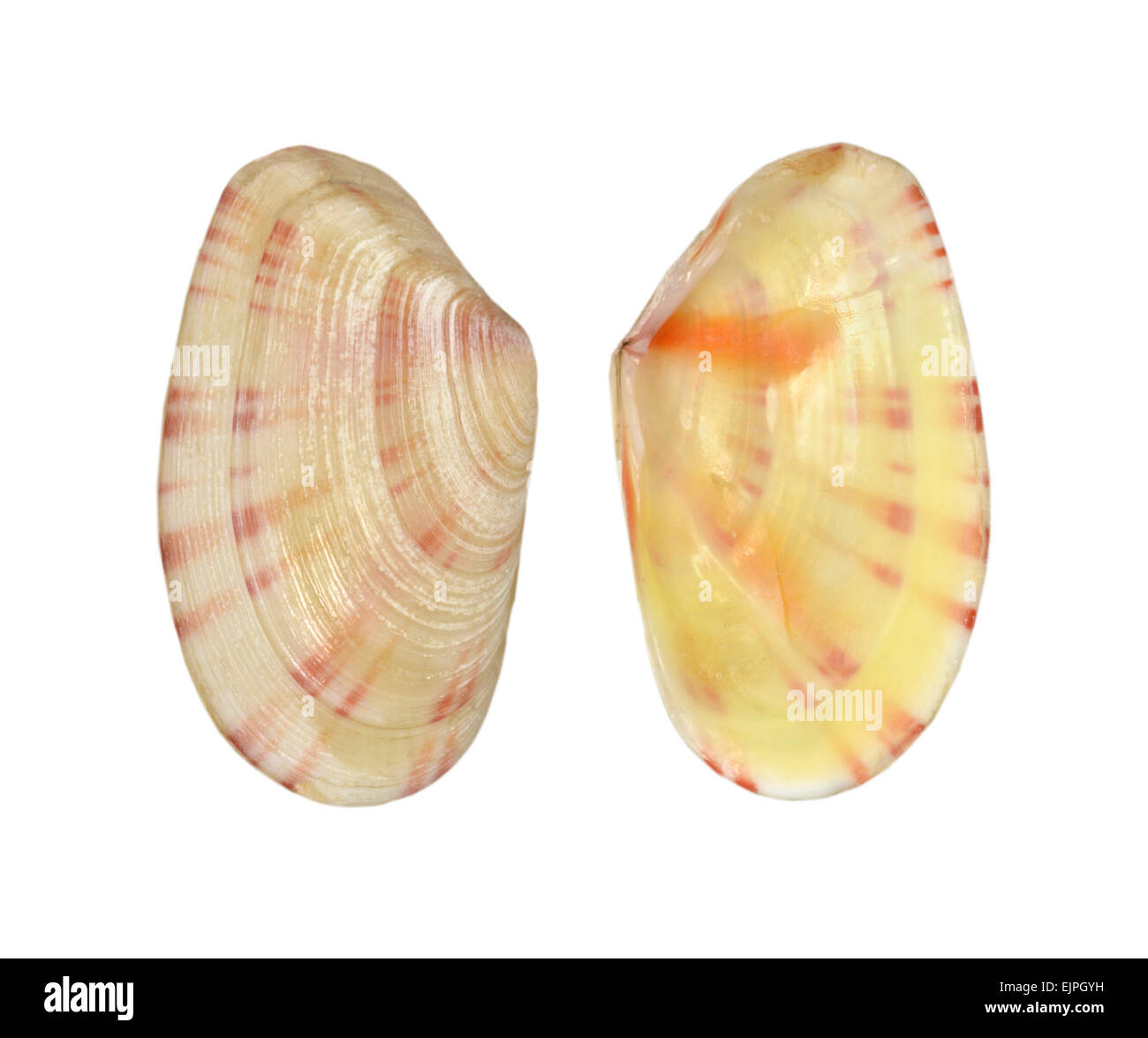 Donacina hi-res stock photography and images - Alamy