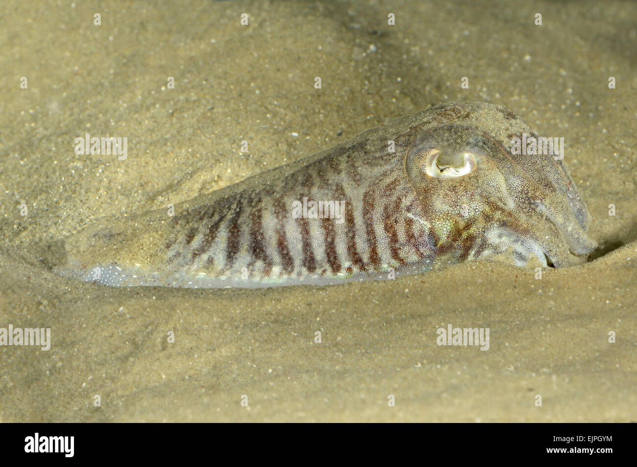 Common Cuttlefish - Sepia officinalis Stock Photo - Alamy