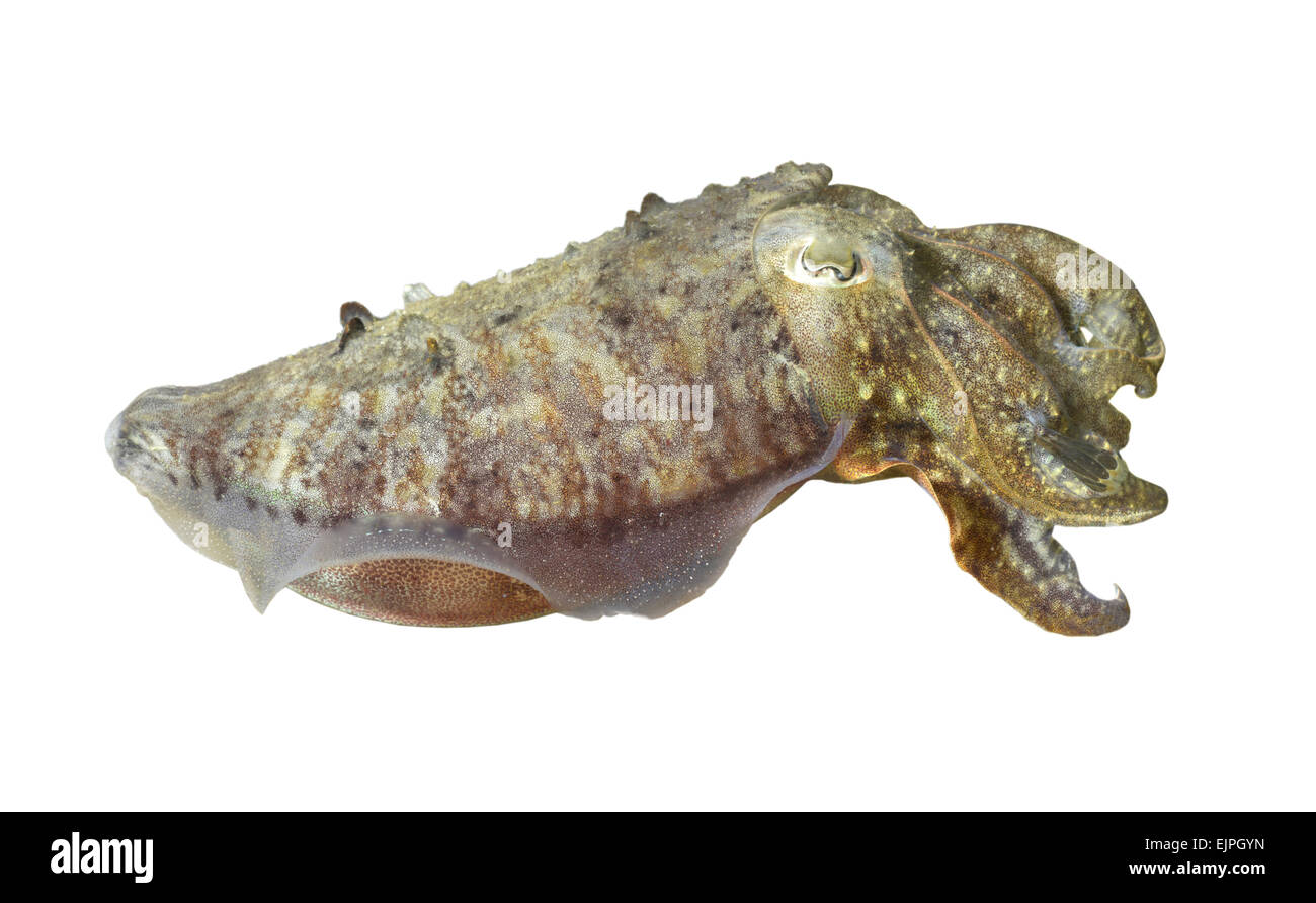 Sepia cuttlefish hi-res stock photography and images - Alamy