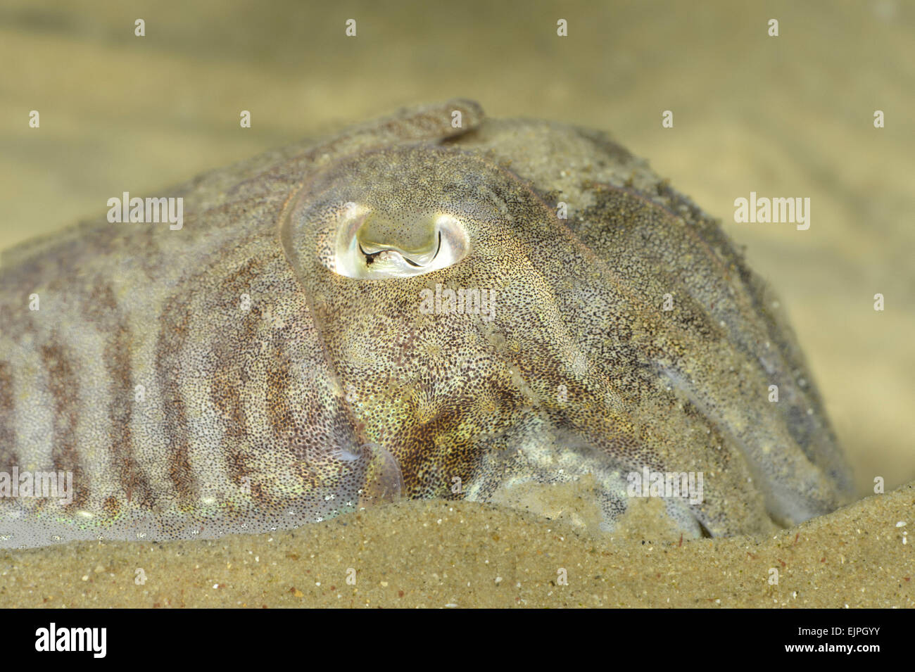 Common cuttlefish hi-res stock photography and images - Alamy