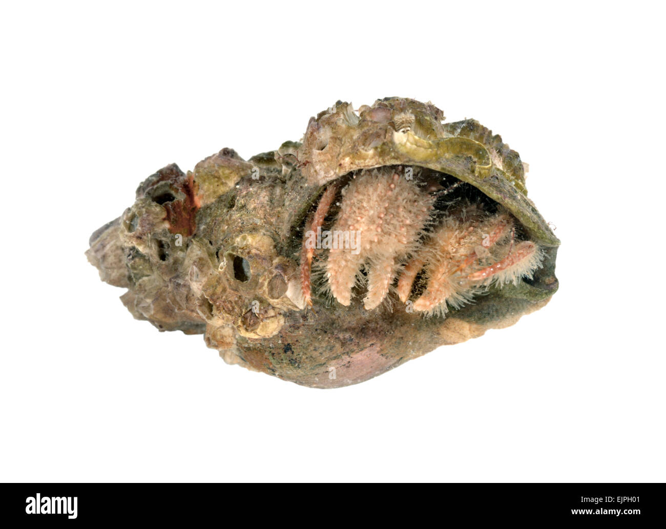 Eupagurus cuanensis - Hermit Crab Stock Photo - Alamy