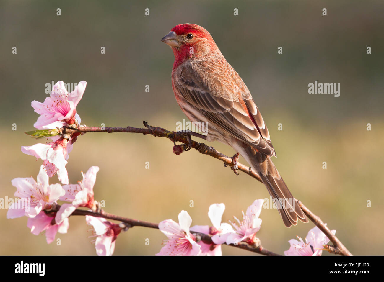 A male house finch perched on a peach tree branch Stock Photo - Alamy