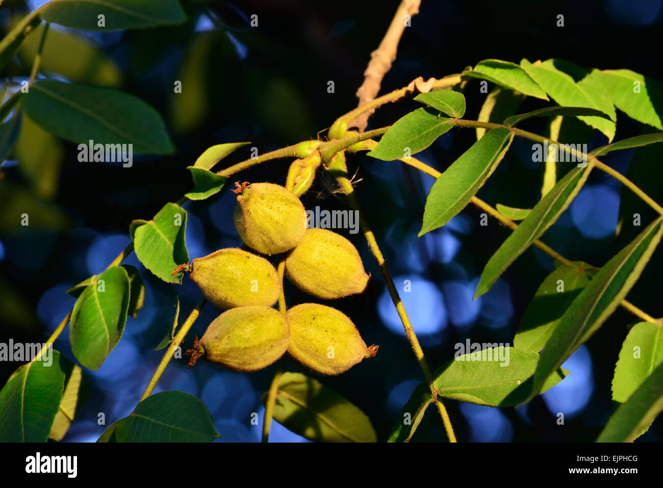 Fruits of a walnut tree close up Stock Photo - Alamy