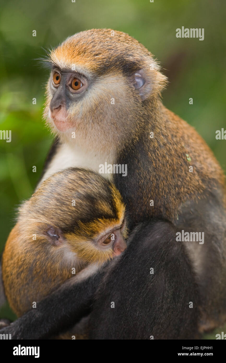 Mona Monkey, female and young (Cercopithecus mona), and baby. Wild ...