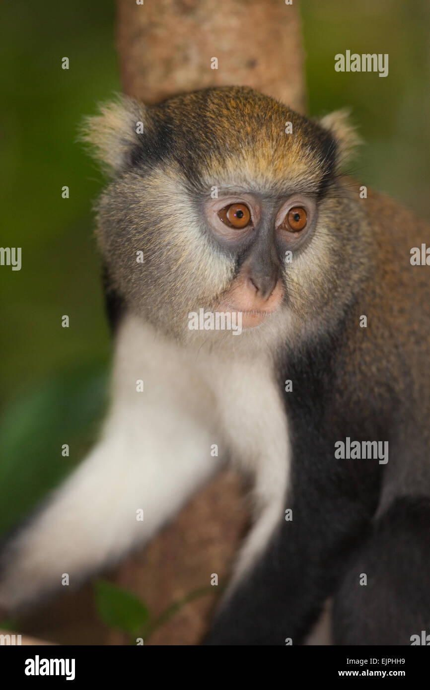 Mona Monkey (Cercopithecus mona). Wild animal. Ghana. West Africa Stock ...