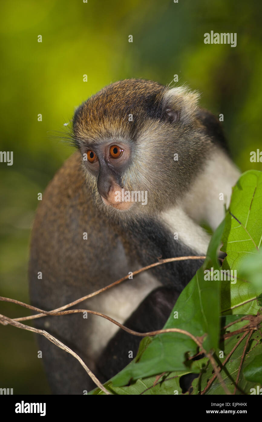 Mona Monkey (Cercopithecus mona). Wild animal. Ghana. West Africa Stock ...