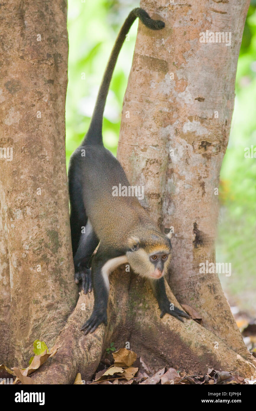 Mona Monkey (Cercopithecus mona). Wild animal. Ghana. West Africa Stock ...