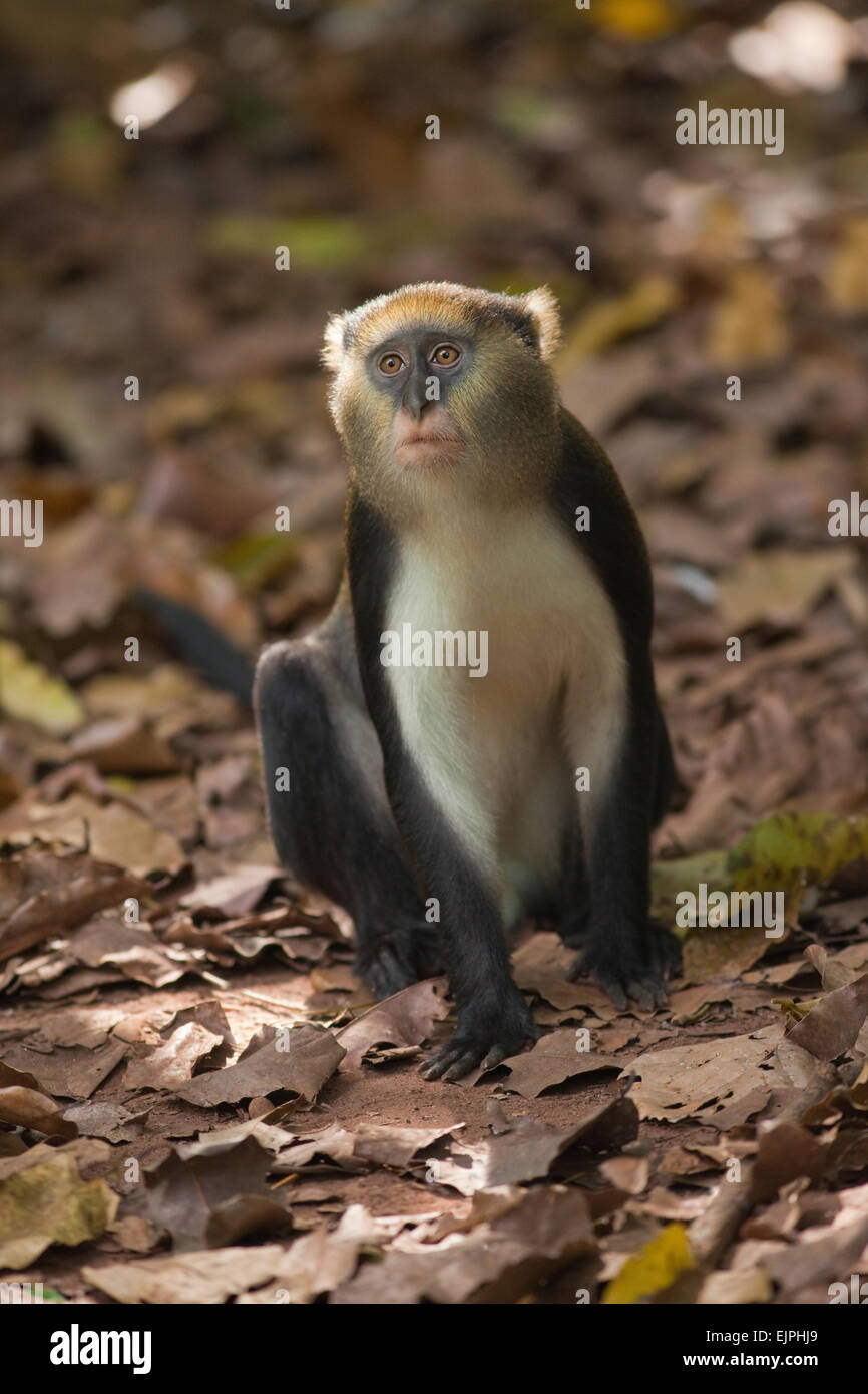 Mona Monkey (Cercopithecus mona). Wild animal. Ghana. West Africa Stock ...
