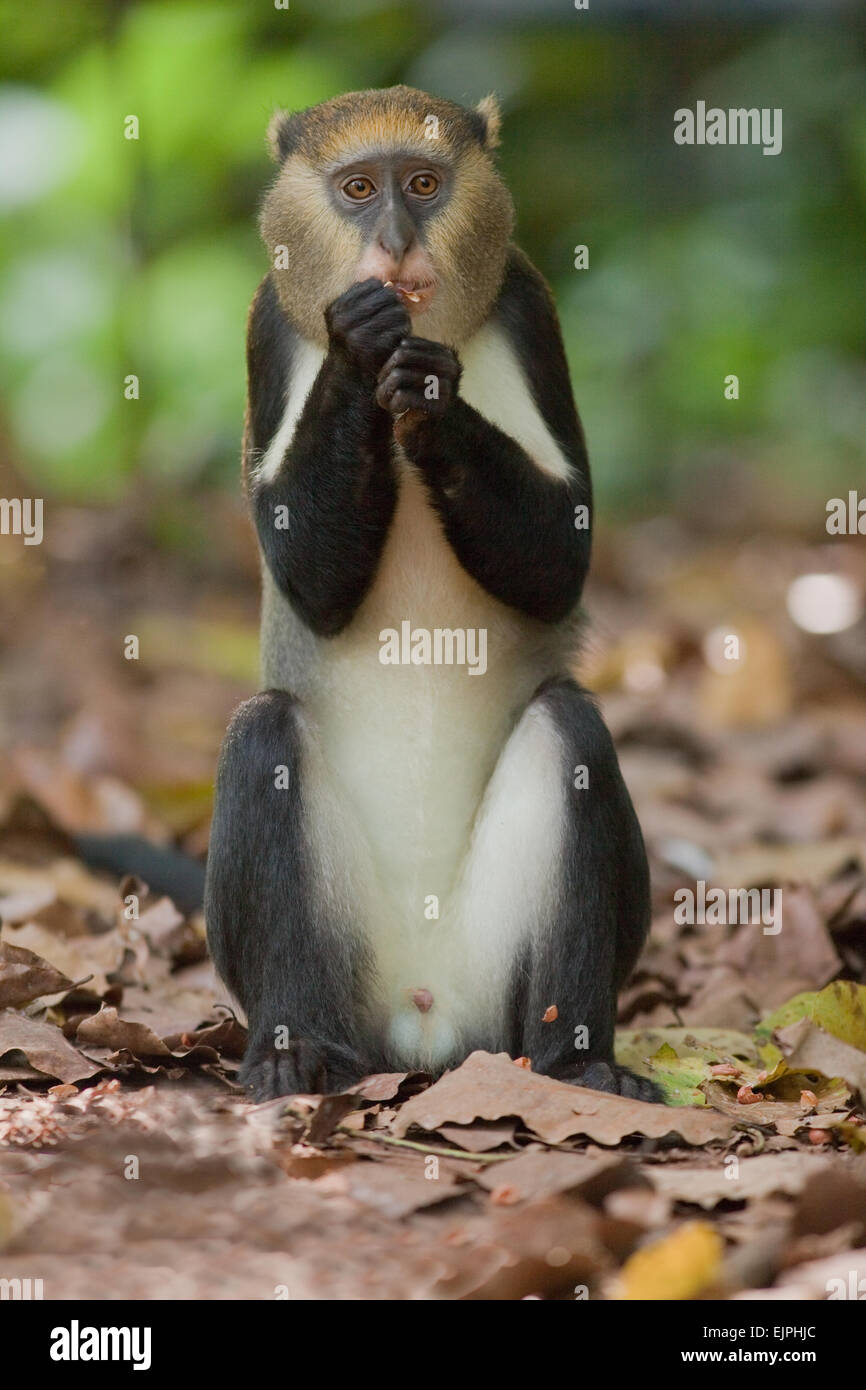 Mona Monkey (Cercopithecus mona). Wild animal. Ghana. West Africa Stock ...