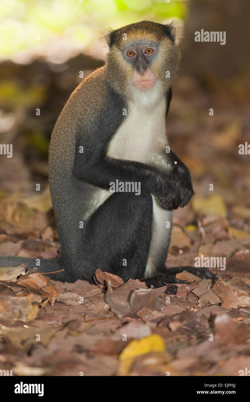 Monkey looking sideways hi-res stock photography and images - Alamy