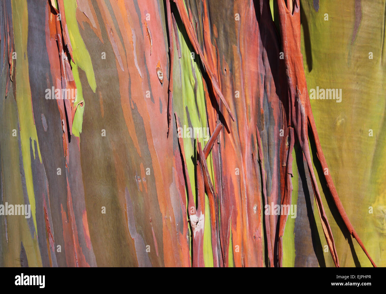 Eucalyptus deglupta in rain forest hi-res stock photography and images ...