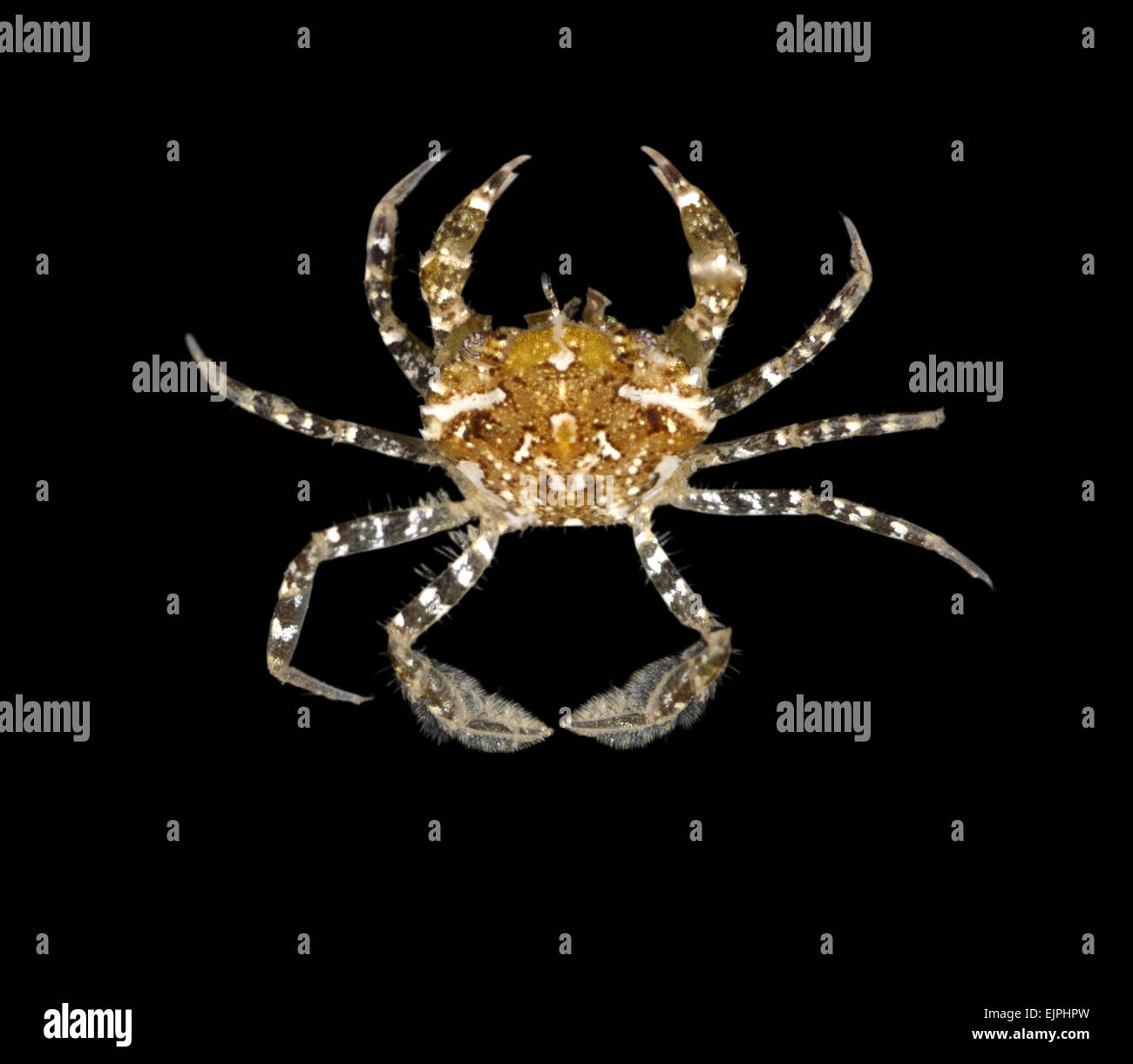 Arcuatus hi-res stock photography and images - Alamy