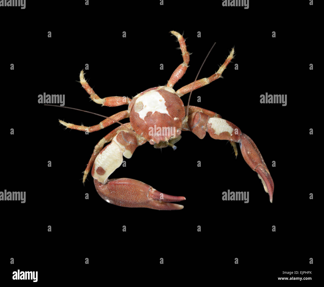 Long-clawed Porcelain Crab - Pisidia longicornis Stock Photo - Alamy