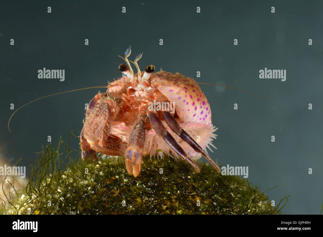 Hermit crab - Eupagurus prideaux with commensal Cloak Anemone - Adamsia ...