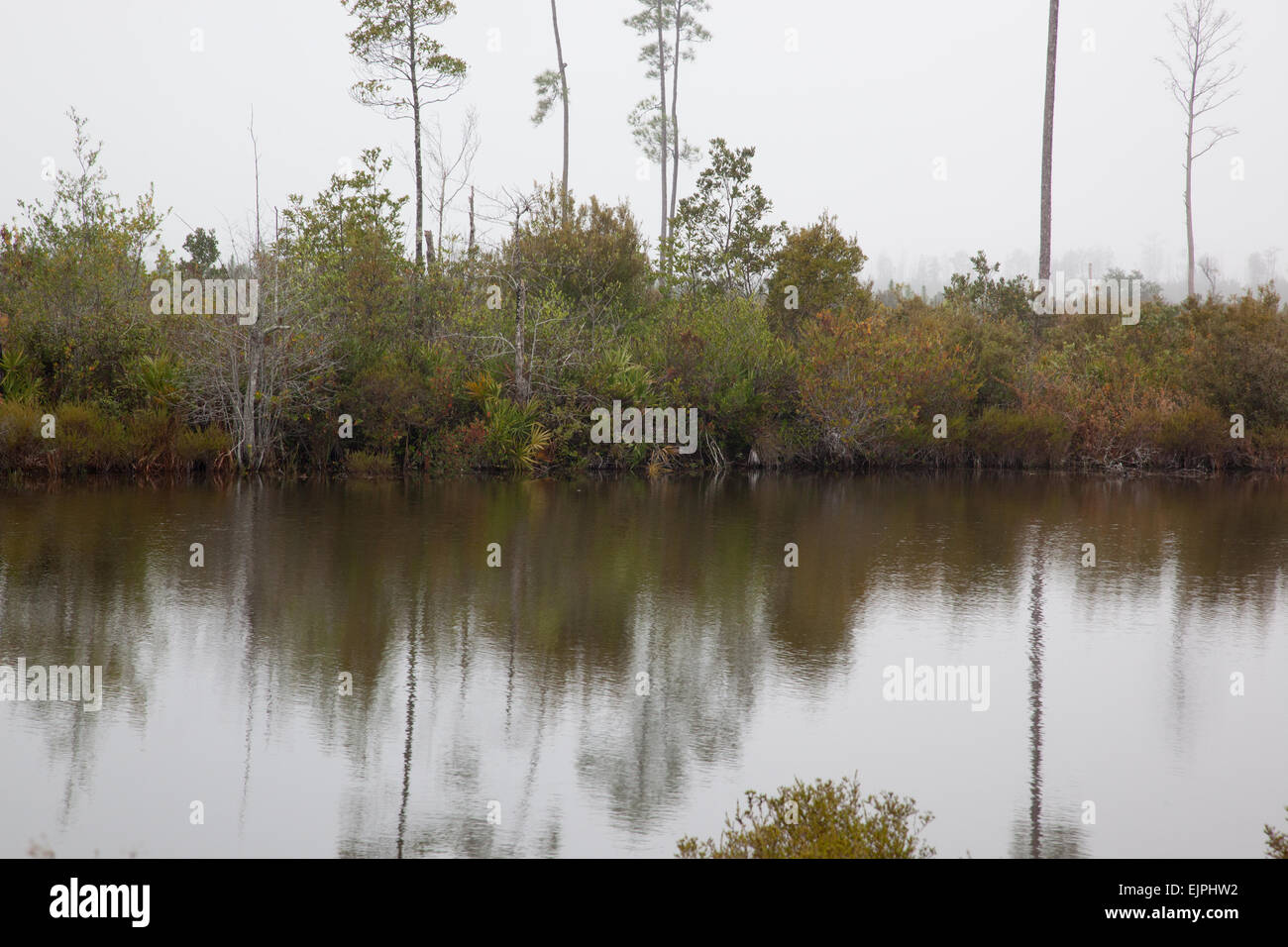Southern swamp with trees reflected in the water Stock Photo - Alamy