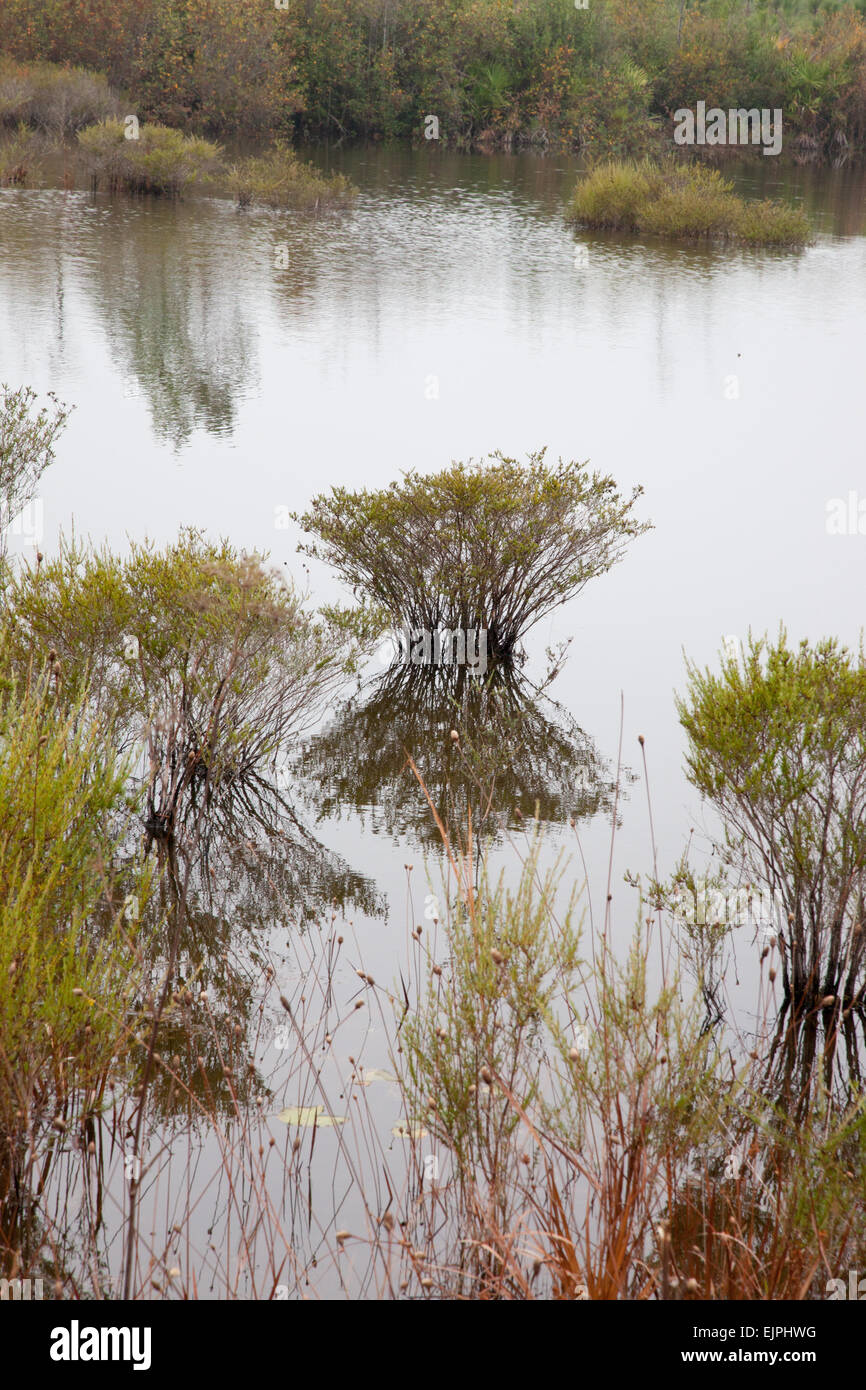 Swamp trees hi-res stock photography and images - Alamy