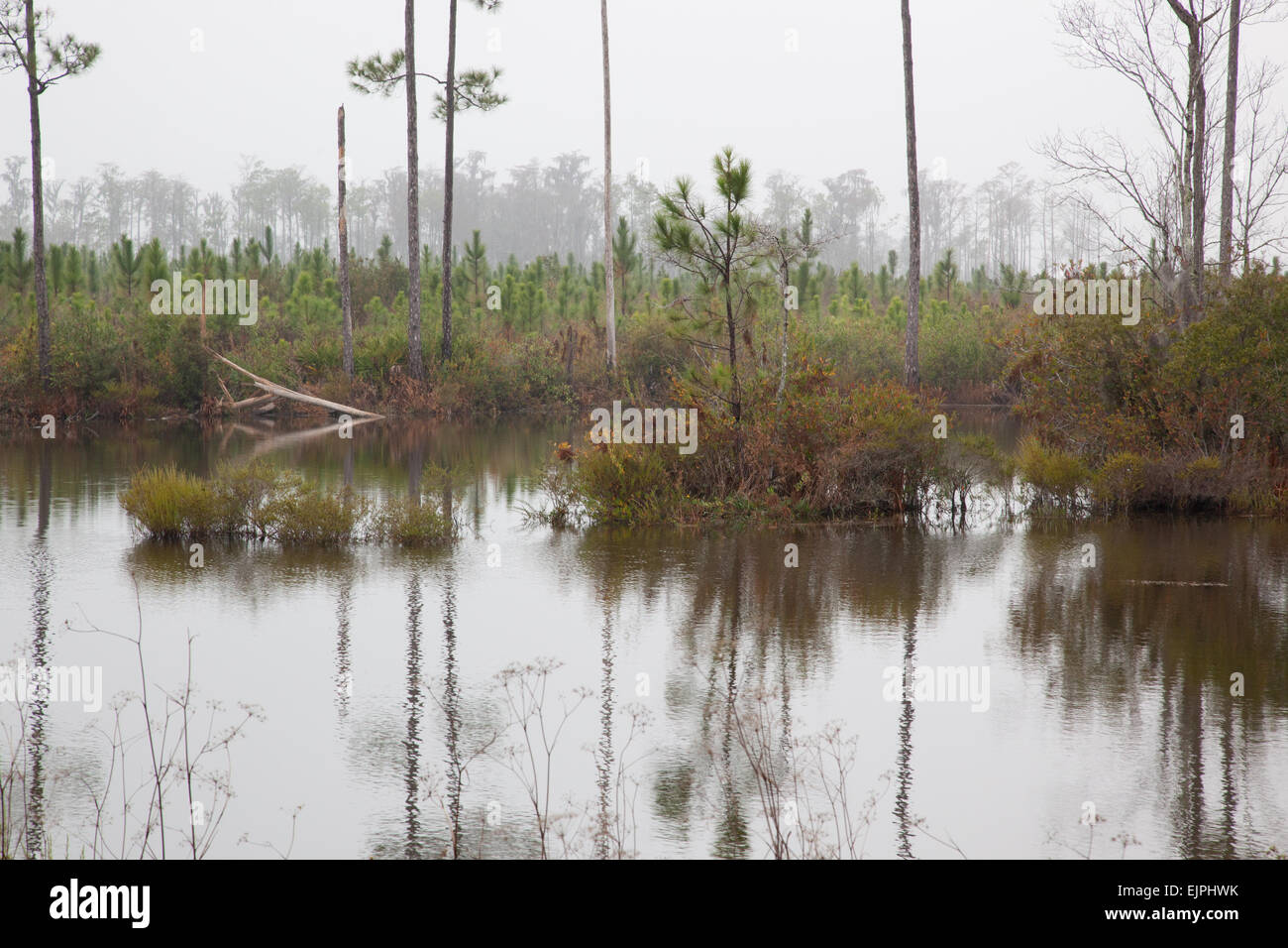 Southern swamp with trees reflected in the water Stock Photo - Alamy