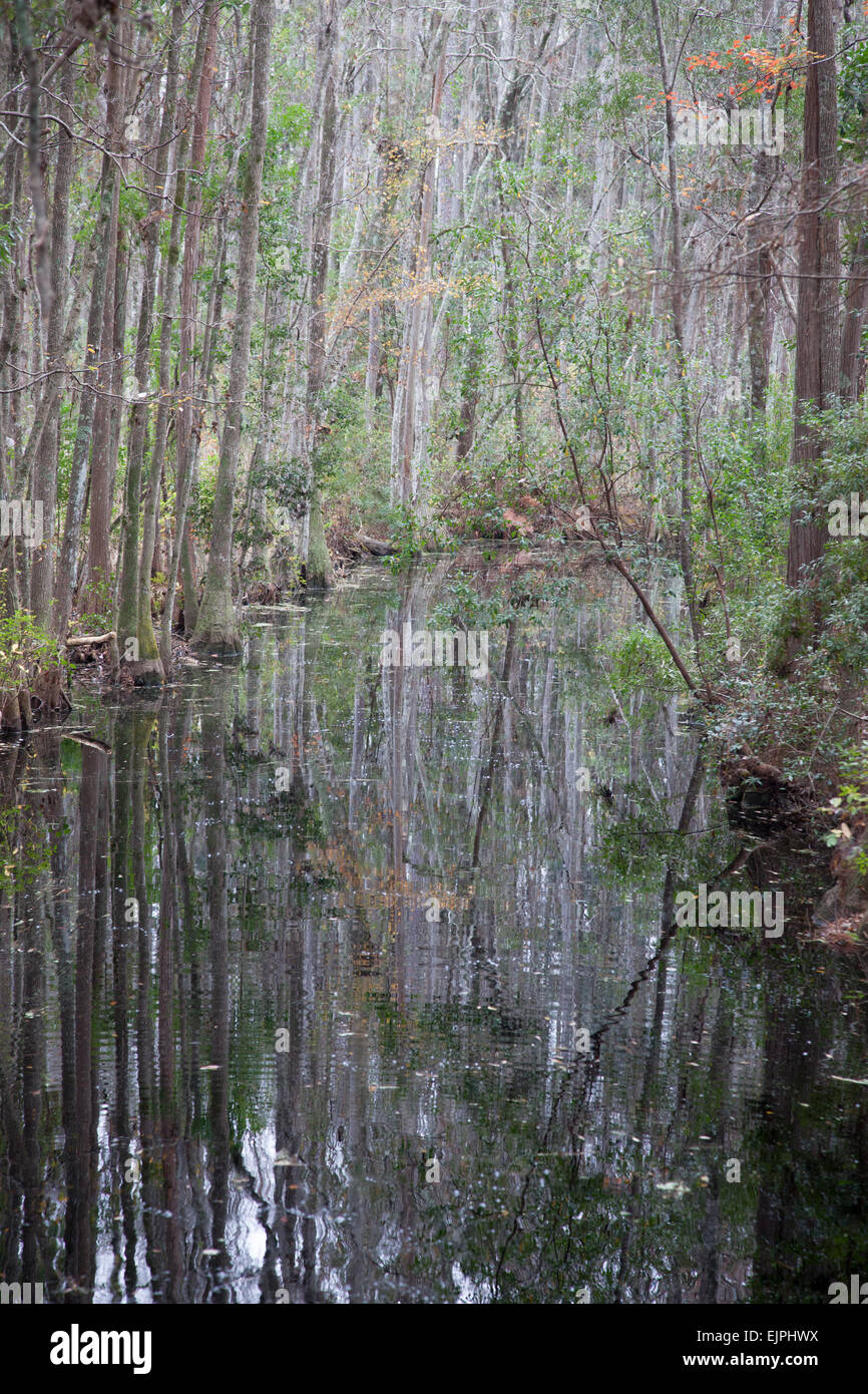 Southern swamp with trees reflecting in the still water Stock Photo - Alamy