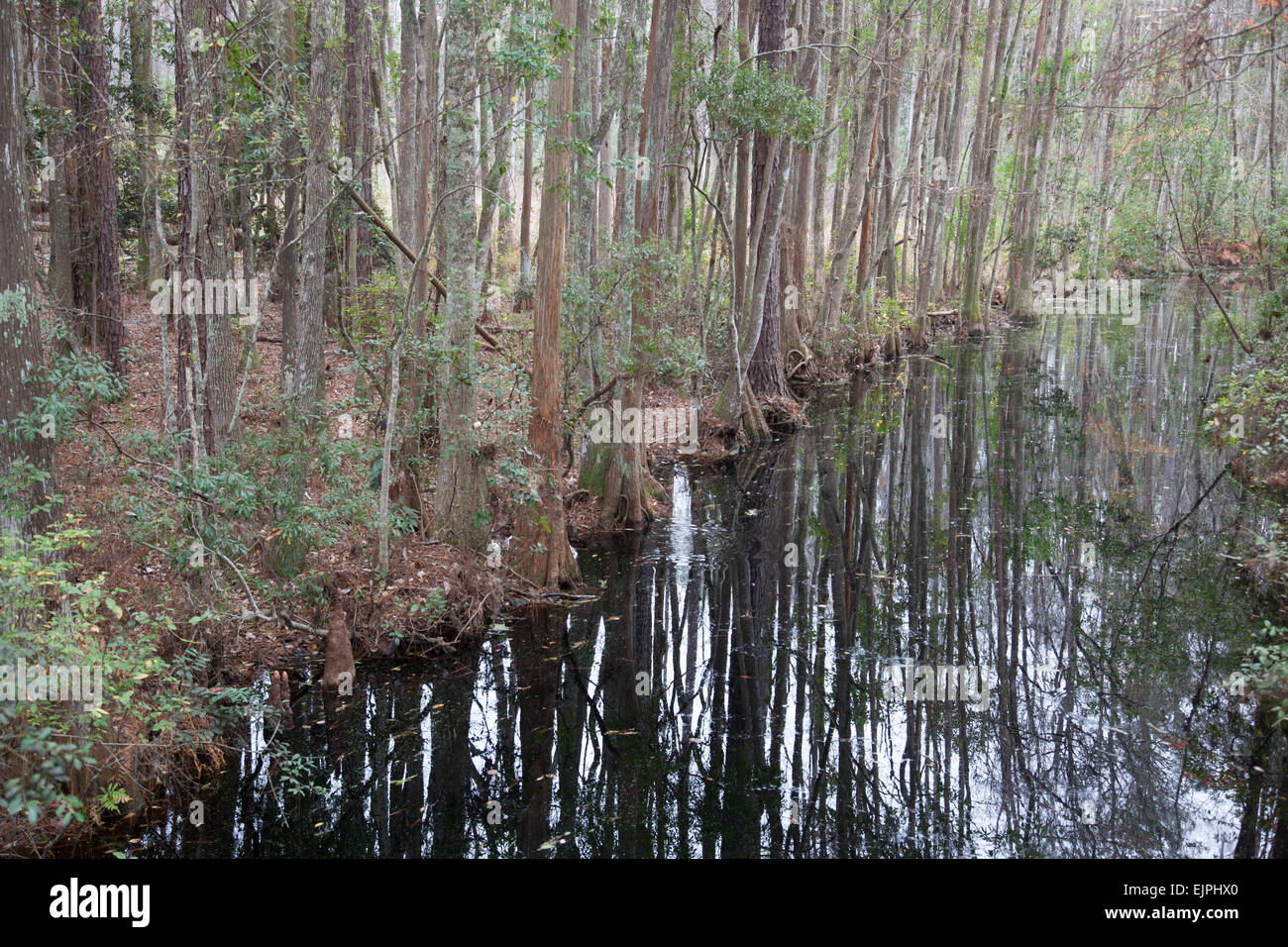 Southern swamp with trees reflecting in the still water Stock Photo - Alamy