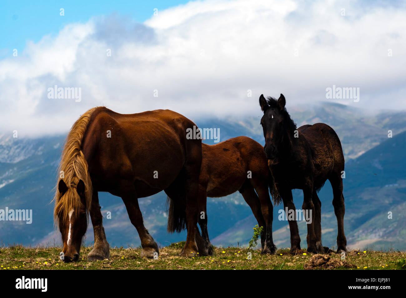 Horse horses hi-res stock photography and images - Alamy