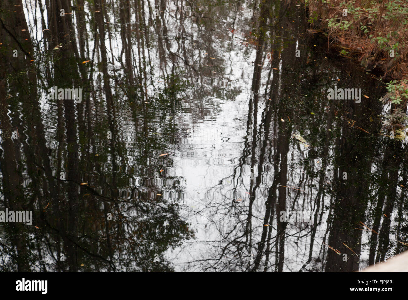 Water spanish moss hi-res stock photography and images - Alamy