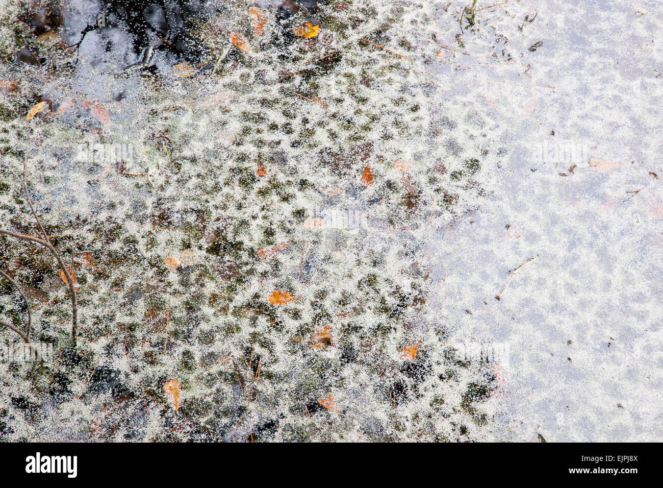 Scum on pond hi-res stock photography and images - Alamy