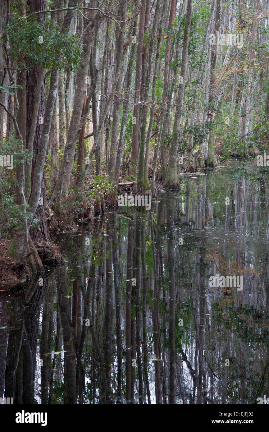 Still swamp water reflecting trees and Spanish Moss Stock Photo - Alamy