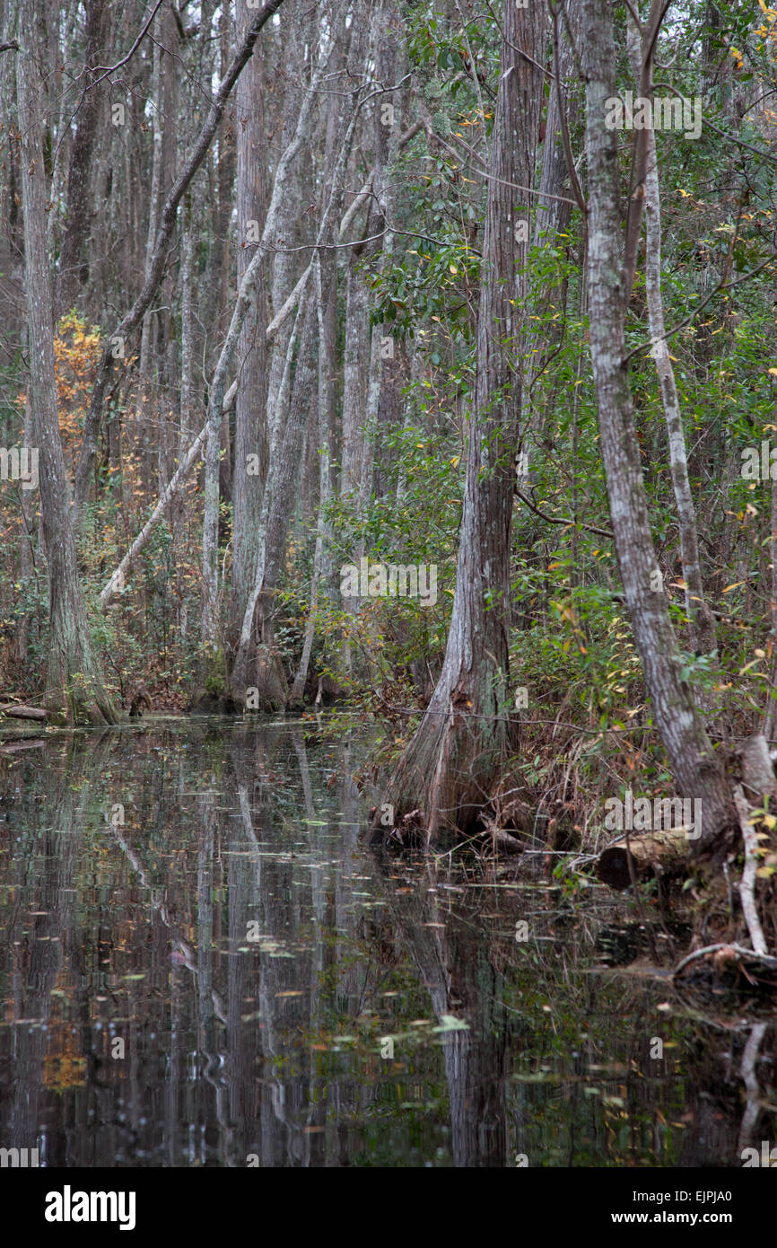 Still swamp water reflecting trees and Spanish Moss Stock Photo - Alamy