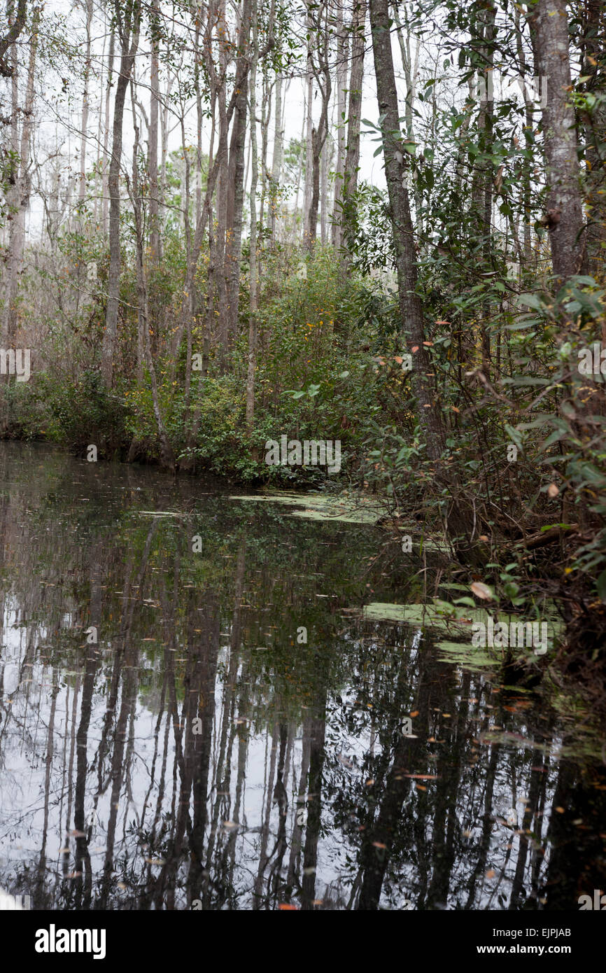 Still swamp water reflecting trees and Spanish Moss Stock Photo - Alamy