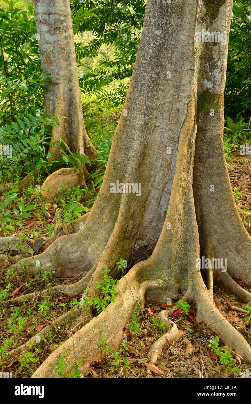 Tree trunk of young banyan tree on the island of Kauai Stock Photo - Alamy